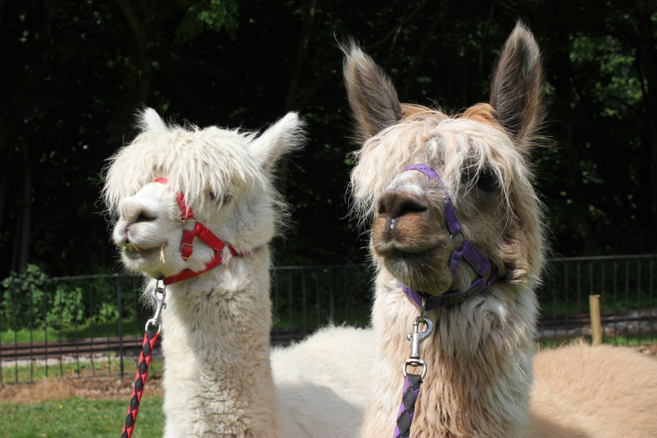 Treeside Alpacas – A bit of South America in West Yorkshire